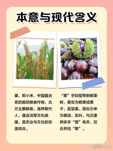 粟子和栗子的区别_哪个是板栗-第2张图片-山城妙识 粟子和栗子的区别_哪个是板栗-第2张图片-山城妙识