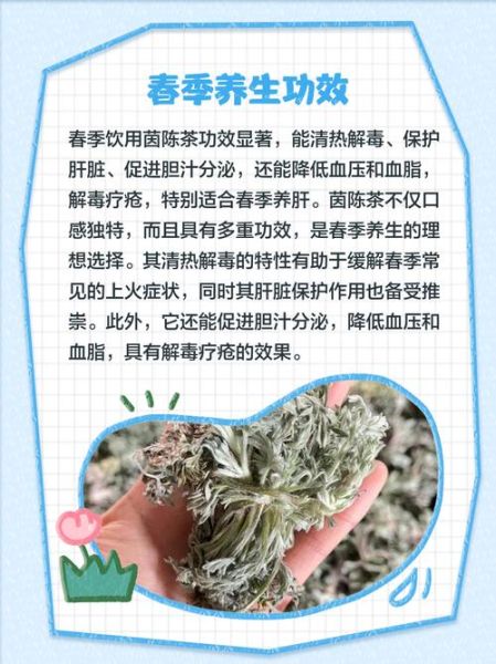茵陈的功效与作用_茵陈泡水喝有什么禁忌-第3张图片-山城妙识