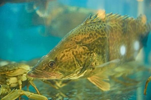 鳜鱼最适水温是多少_鳜鱼低温不开口怎么办-第1张图片-山城妙识 鳜鱼最适水温是多少_鳜鱼低温不开口怎么办-第1张图片-山城妙识