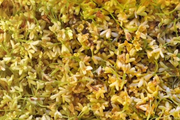 紫槐花图片做法大全_紫槐花怎么吃最好-第3张图片-山城妙识