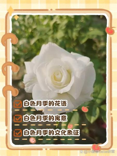 月季花语是什么_月季寓意有哪些-第1张图片-山城妙识 月季花语是什么_月季寓意有哪些-第1张图片-山城妙识