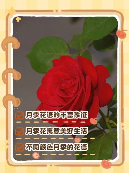 月季花语是什么_月季寓意有哪些-第2张图片-山城妙识 月季花语是什么_月季寓意有哪些-第2张图片-山城妙识