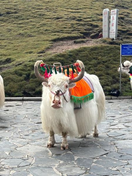 牦牛图片_如何辨别纯种牦牛-第1张图片-山城妙识 牦牛图片_如何辨别纯种牦牛-第1张图片-山城妙识