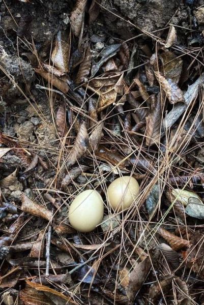 野鸡叫声下载_野鸡叫声mp3免费获取方法-第2张图片-山城妙识