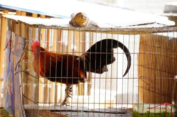 野鸡叫声下载_野鸡叫声mp3免费获取方法-第3张图片-山城妙识