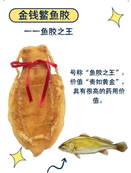 花胶和鱼肚有什么区别_哪个营养价值更高-第1张图片-山城妙识 花胶和鱼肚有什么区别_哪个营养价值更高-第1张图片-山城妙识