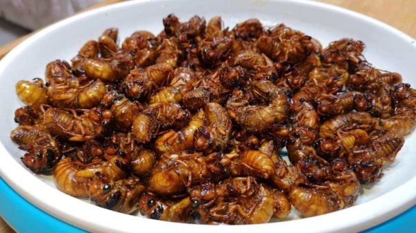 油炸知了猴多少钱一盘_哪里买得到-第2张图片-山城妙识