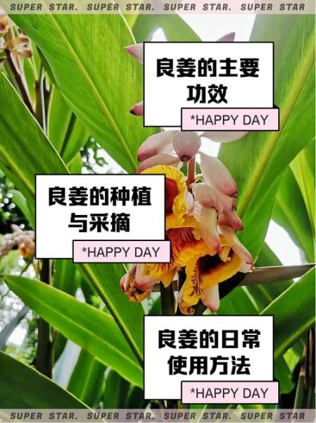 良姜调料的功效与作用_良姜和生姜的区别-第3张图片-山城妙识 良姜调料的功效与作用_良姜和生姜的区别-第3张图片-山城妙识