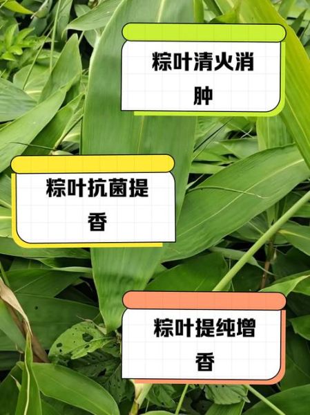 粽叶有什么功效_粽叶的功效与作用-第1张图片-山城妙识