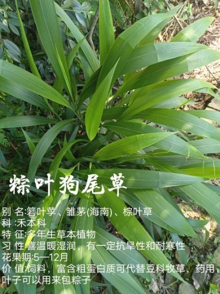 粽叶有什么功效_粽叶的功效与作用-第3张图片-山城妙识