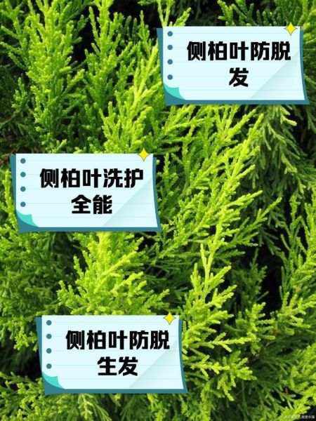 侧柏叶洗头有什么好处_侧柏叶洗头能生发吗-第1张图片-山城妙识