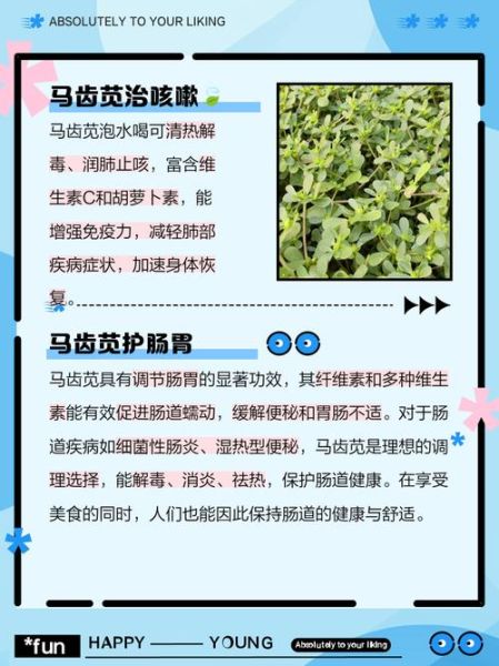 马齿苋怎么吃_马齿苋的功效与作用-第3张图片-山城妙识
