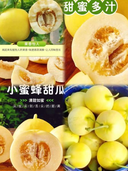 甜瓜和香瓜的区别_哪个更甜更好吃-第3张图片-山城妙识 甜瓜和香瓜的区别_哪个更甜更好吃-第3张图片-山城妙识