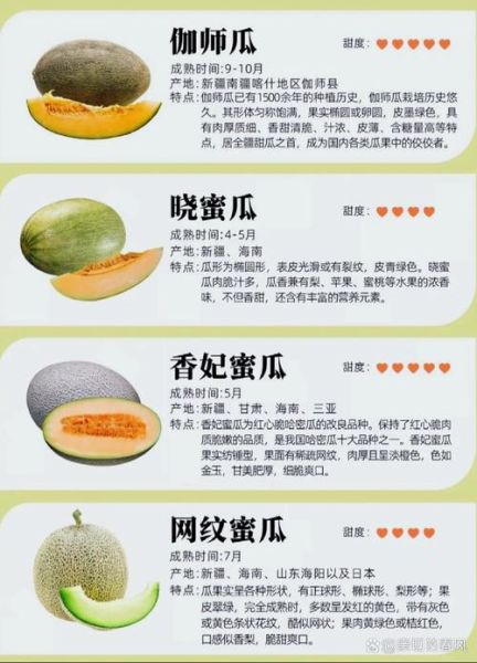 甜瓜和香瓜的区别_哪个更甜更好吃-第2张图片-山城妙识 甜瓜和香瓜的区别_哪个更甜更好吃-第2张图片-山城妙识