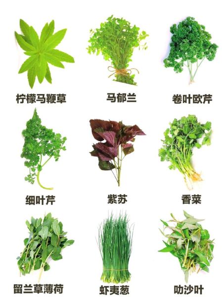 香草图片_香料有哪些种类-第1张图片-山城妙识