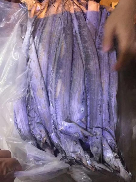 最便宜的海鱼有哪些_冷冻带鱼为什么便宜-第1张图片-山城妙识
