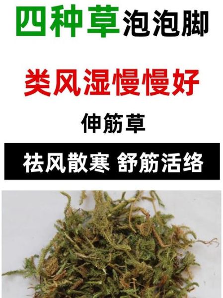 透骨草泡脚的禁忌_哪些人不能用透骨草泡脚-第2张图片-山城妙识 透骨草泡脚的禁忌_哪些人不能用透骨草泡脚-第2张图片-山城妙识