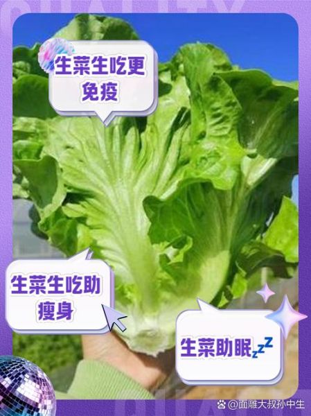 生菜的功效与作用_生菜怎么吃最营养-第1张图片-山城妙识 生菜的功效与作用_生菜怎么吃最营养-第1张图片-山城妙识