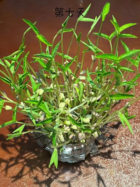 绿豆芽图片大全可爱_绿豆芽怎么拍才萌-第2张图片-山城妙识 绿豆芽图片大全可爱_绿豆芽怎么拍才萌-第2张图片-山城妙识