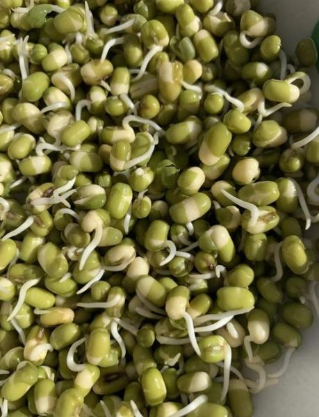 绿豆芽图片大全可爱_绿豆芽怎么拍才萌-第1张图片-山城妙识 绿豆芽图片大全可爱_绿豆芽怎么拍才萌-第1张图片-山城妙识