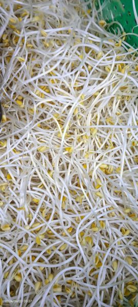 绿豆芽图片大全可爱_绿豆芽怎么拍才萌-第3张图片-山城妙识 绿豆芽图片大全可爱_绿豆芽怎么拍才萌-第3张图片-山城妙识