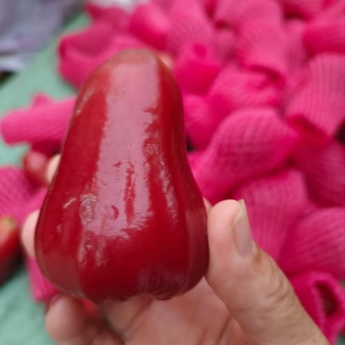 莲雾水果多少钱一斤_莲雾价格为什么差距大-第2张图片-山城妙识