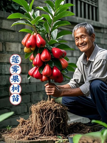 莲雾水果多少钱一斤_莲雾价格为什么差距大-第3张图片-山城妙识