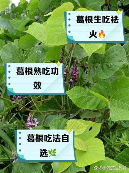 野生葛根叶子长什么样_如何辨别真假葛根叶-第1张图片-山城妙识