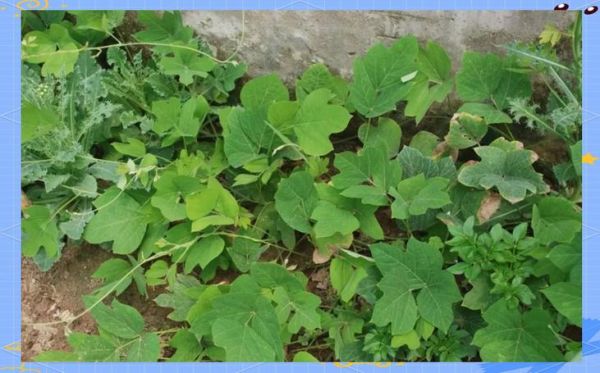 野生葛根叶子长什么样_如何辨别真假葛根叶-第2张图片-山城妙识