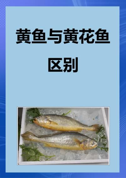 黄鱼和黄花鱼的区别_怎么区分真假黄花鱼-第2张图片-山城妙识 黄鱼和黄花鱼的区别_怎么区分真假黄花鱼-第2张图片-山城妙识
