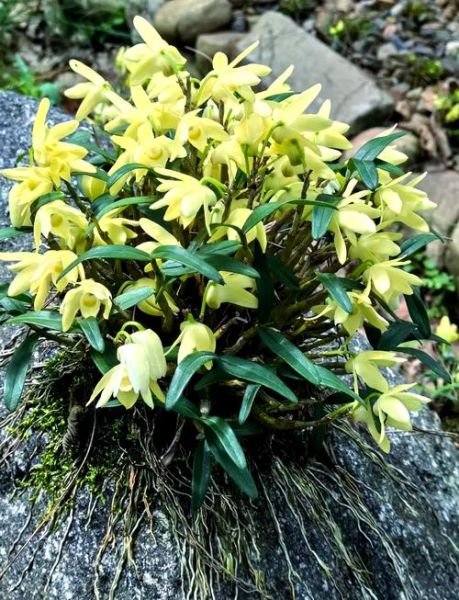 石斛花图片_如何辨别真假-第3张图片-山城妙识