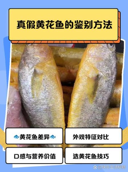 黄鱼和黄花鱼的区别_怎么区分真假黄花鱼-第1张图片-山城妙识 黄鱼和黄花鱼的区别_怎么区分真假黄花鱼-第1张图片-山城妙识