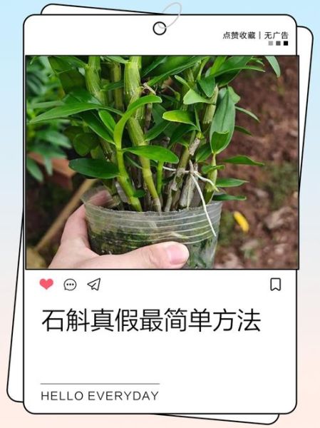 石斛花图片_如何辨别真假-第1张图片-山城妙识