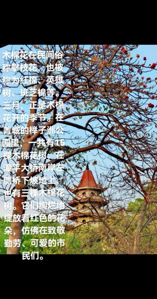 木棉树多久开花_木棉树适合种在哪里-第3张图片-山城妙识 木棉树多久开花_木棉树适合种在哪里-第3张图片-山城妙识