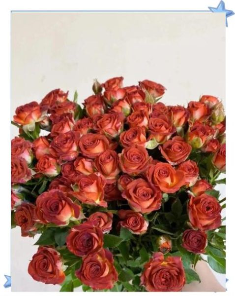 玫瑰花巧克力怎么做_玫瑰花巧克力送女友合适吗-第2张图片-山城妙识