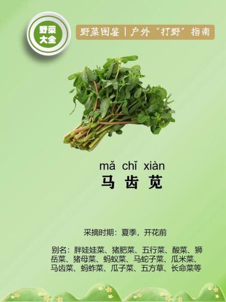 马齿苋图片功效与作用_马齿苋怎么吃最养生-第1张图片-山城妙识