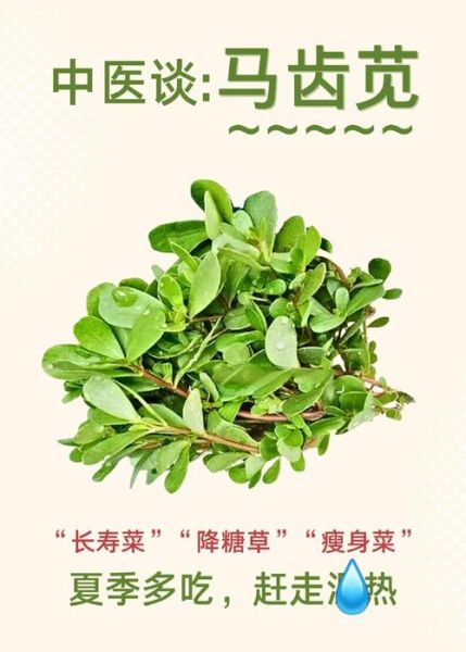 马齿苋图片功效与作用_马齿苋怎么吃最养生-第3张图片-山城妙识