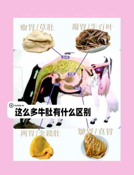 牛肚的种类有哪些_如何区分牛肚图片-第1张图片-山城妙识