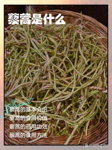 藜蒿怎么读_藜蒿是什么植物-第1张图片-山城妙识