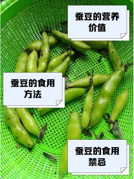 蚕豆的功效与作用_蚕豆的禁忌和食用方法-第2张图片-山城妙识