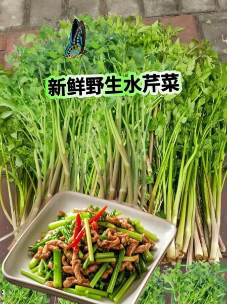 水芹菜致癌是真的吗_长期吃会中毒吗-第2张图片-山城妙识