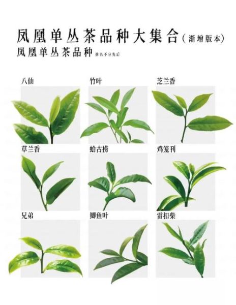 凤凰单丛茶属于什么茶_凤凰单丛茶有哪些香型-第2张图片-山城妙识