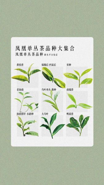 凤凰单丛茶属于什么茶_凤凰单丛茶有哪些香型-第3张图片-山城妙识