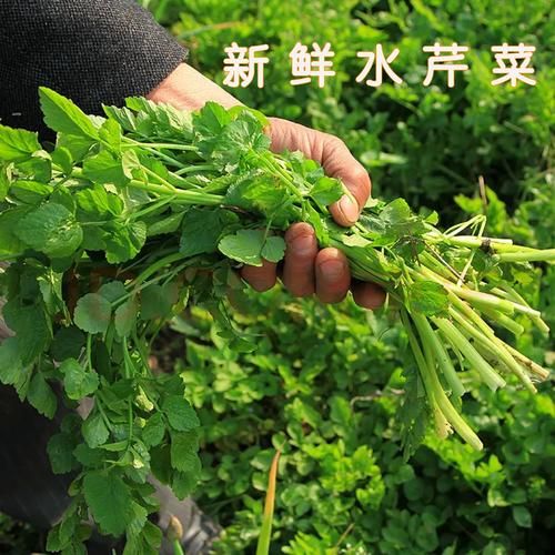 水芹菜致癌是真的吗_长期吃会中毒吗-第1张图片-山城妙识