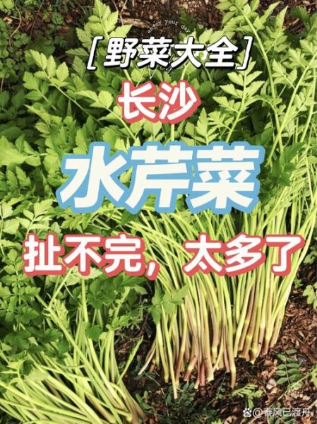 水芹菜致癌是真的吗_长期吃会中毒吗-第3张图片-山城妙识