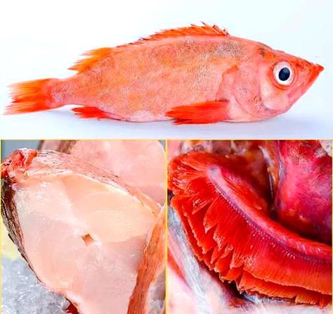 红色海鱼有哪些_常吃红色海鱼有什么好处-第2张图片-山城妙识 红色海鱼有哪些_常吃红色海鱼有什么好处-第2张图片-山城妙识