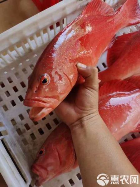 红色海鱼有哪些_常吃红色海鱼有什么好处-第3张图片-山城妙识 红色海鱼有哪些_常吃红色海鱼有什么好处-第3张图片-山城妙识