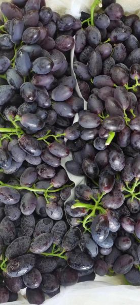 黑加仑葡萄多少钱一斤_黑加仑葡萄价格行情-第1张图片-山城妙识