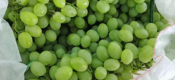 黑加仑葡萄多少钱一斤_黑加仑葡萄价格行情-第2张图片-山城妙识