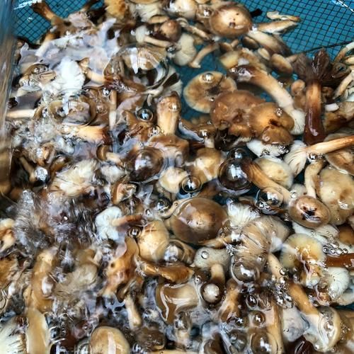 榛蘑煮多久能熟_榛蘑要焯水吗-第1张图片-山城妙识